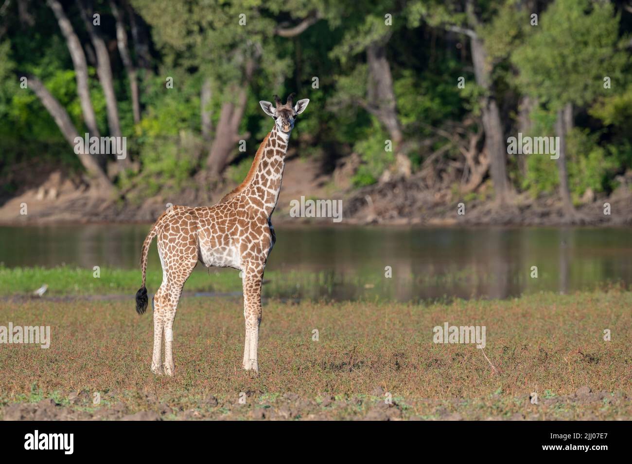 Zambia, South Luangwa National Park. Baby Thornicroft's giraffe (WILD ...