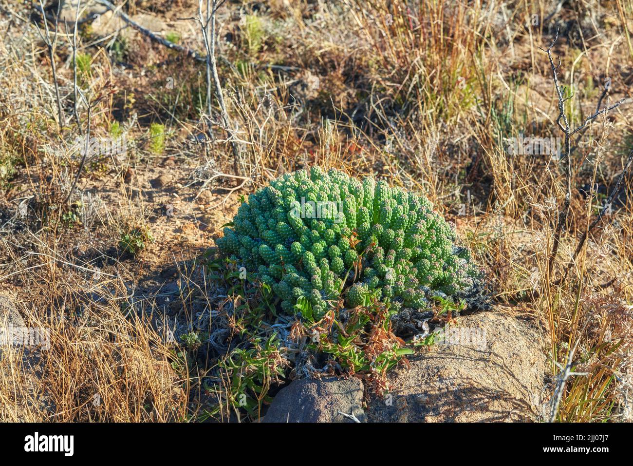 Spiny cacti growing in a natural environment in nature. Bushes and ...