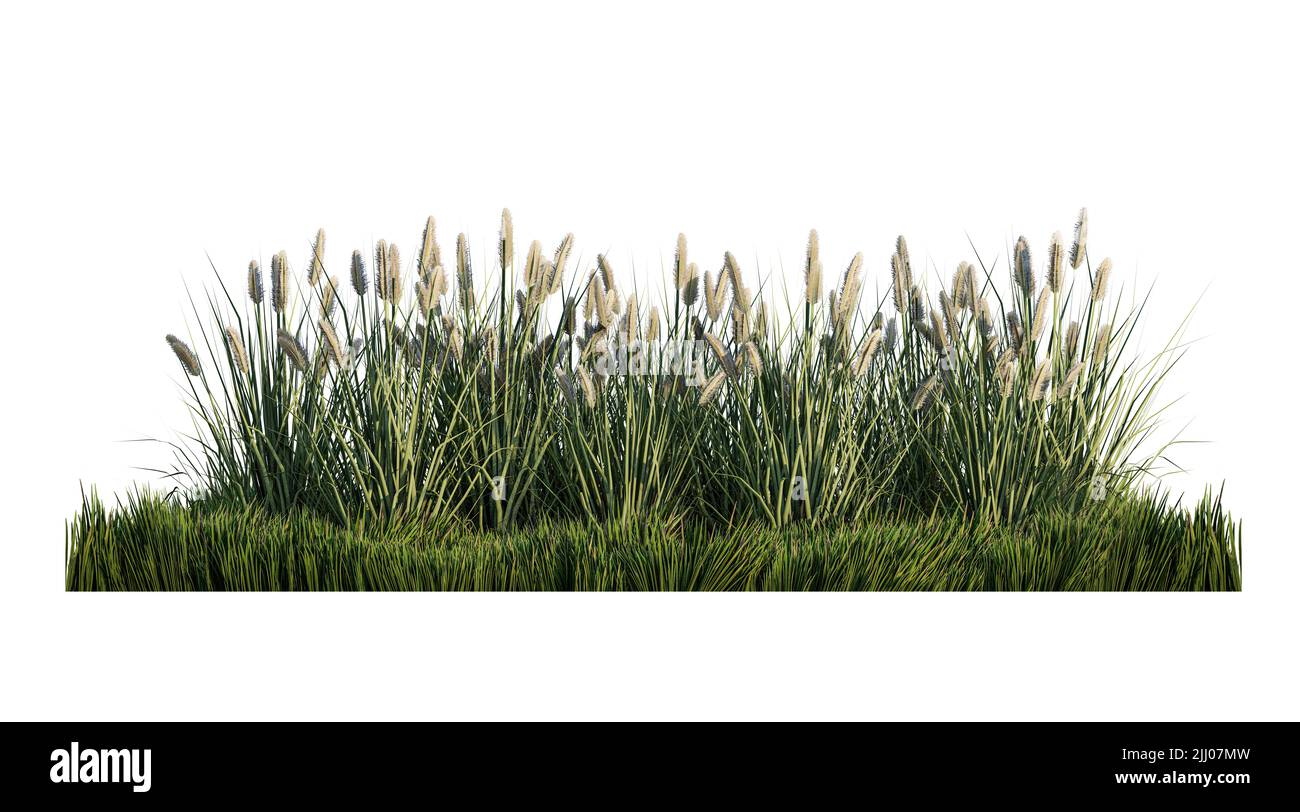 A 3d rendering image of a lot of grass flower on green grass field ...