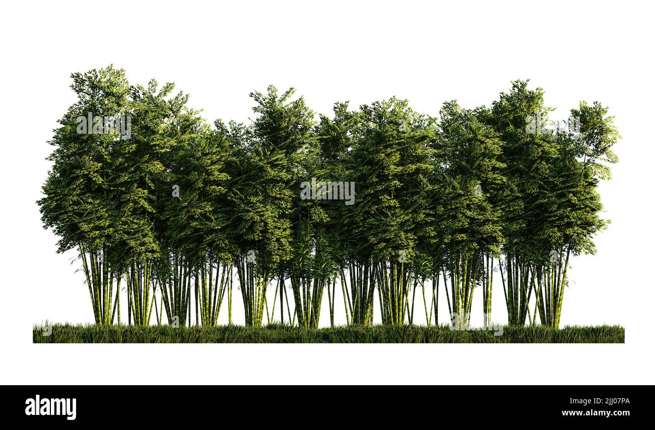 Bamboos image Cut Out Stock Images & Pictures - Alamy