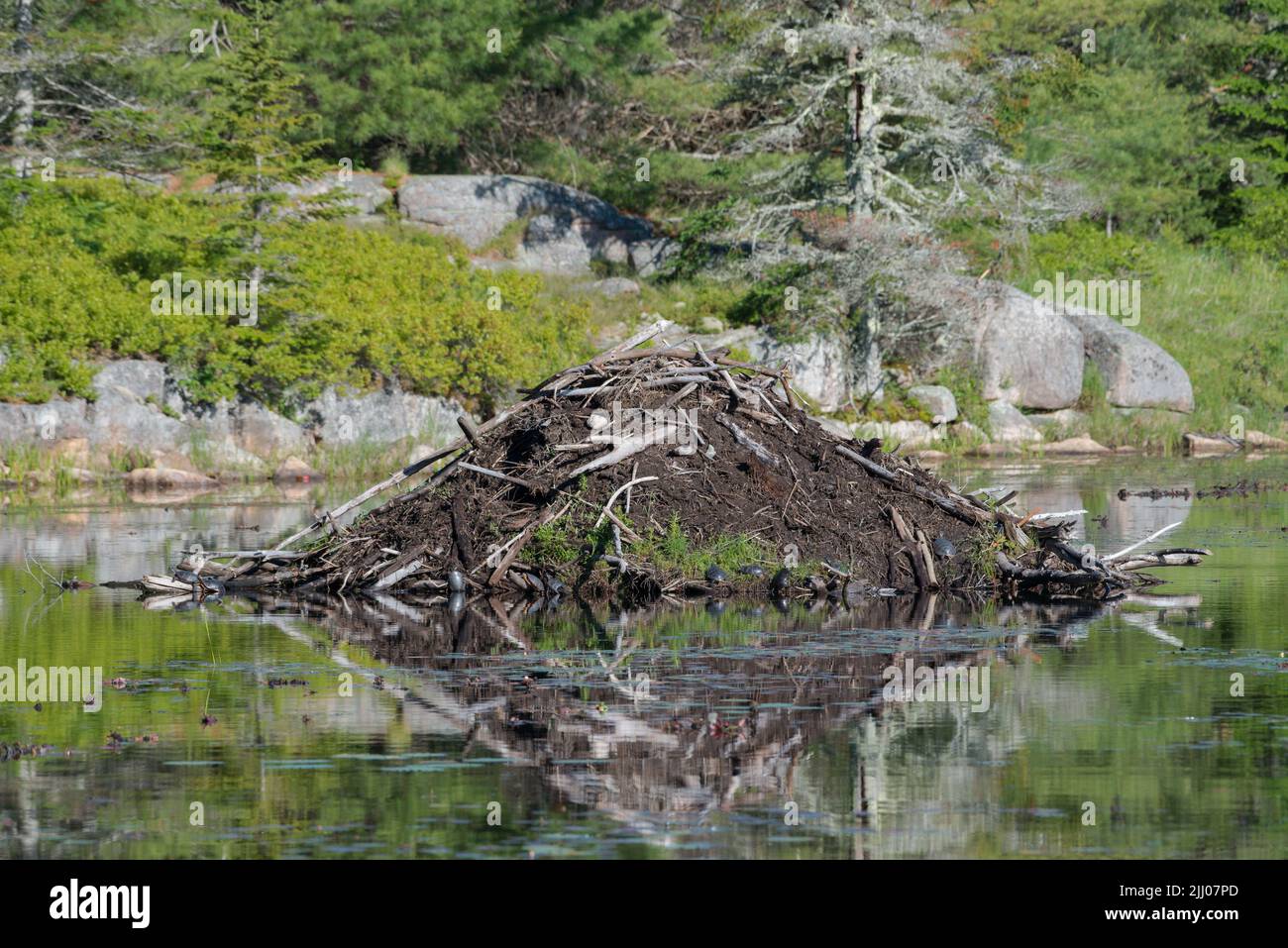 Ten Eastern Painted Turtles sunning on a beaver lodge in Acadia ...