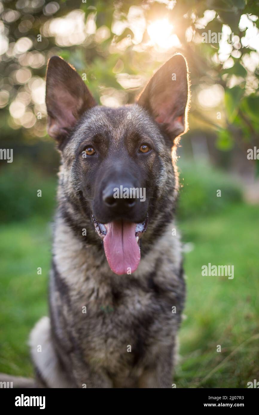 German Shepherd Dog (Alsatian Stock Photo - Alamy