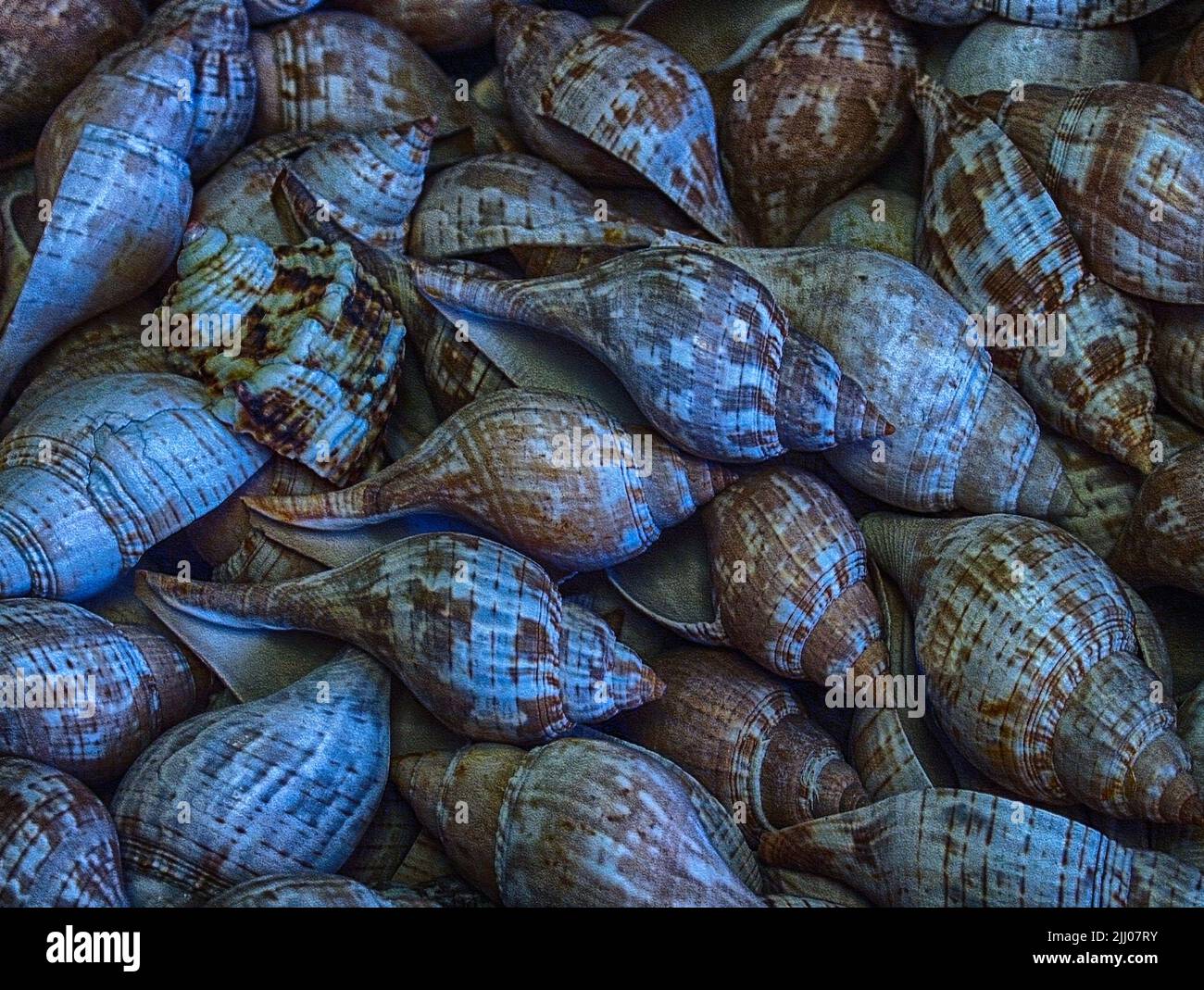 Bunch of cerith shells. 3D rendering Stock Photo - Alamy