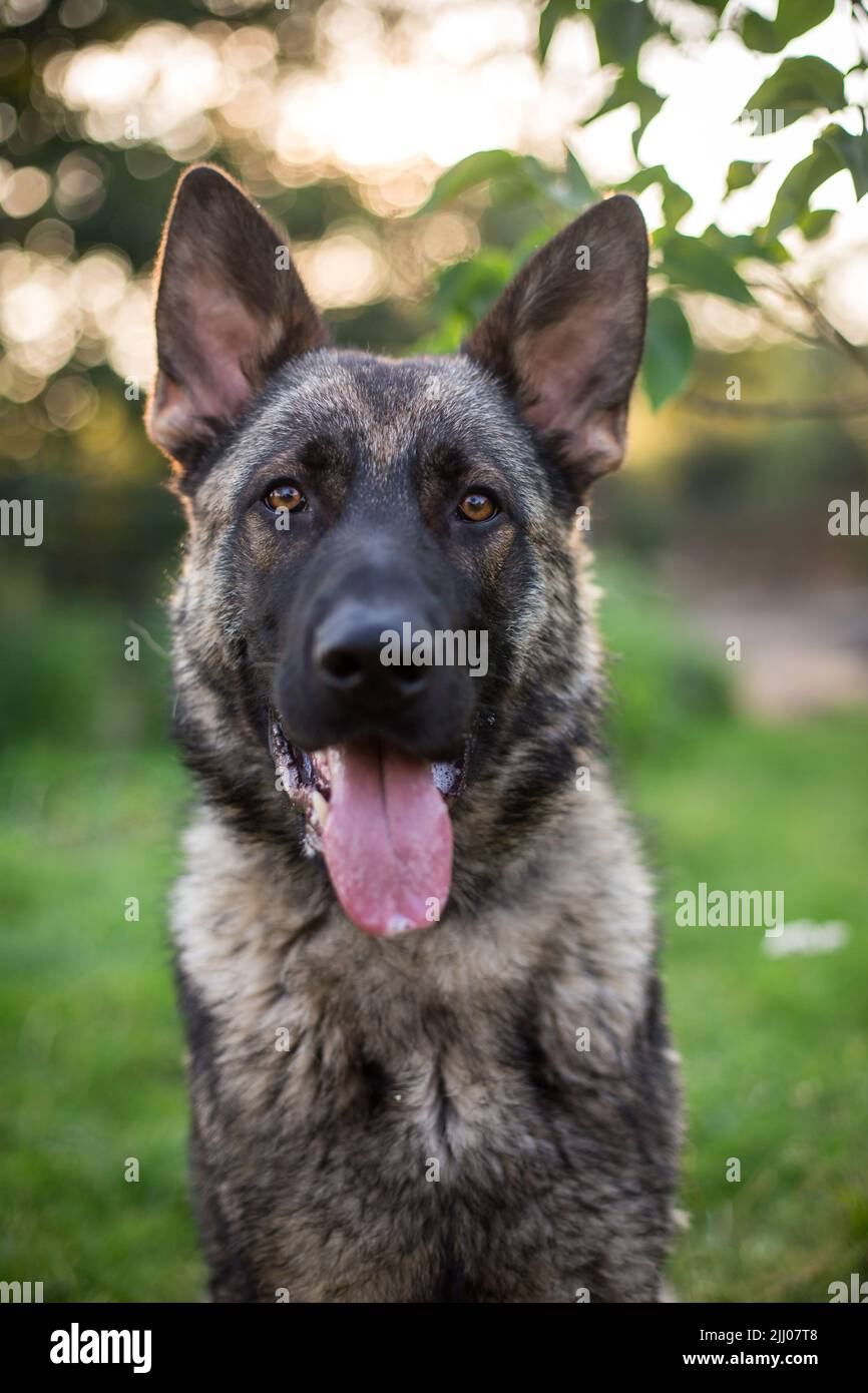 German Shepherd Dog (Alsatian Stock Photo - Alamy