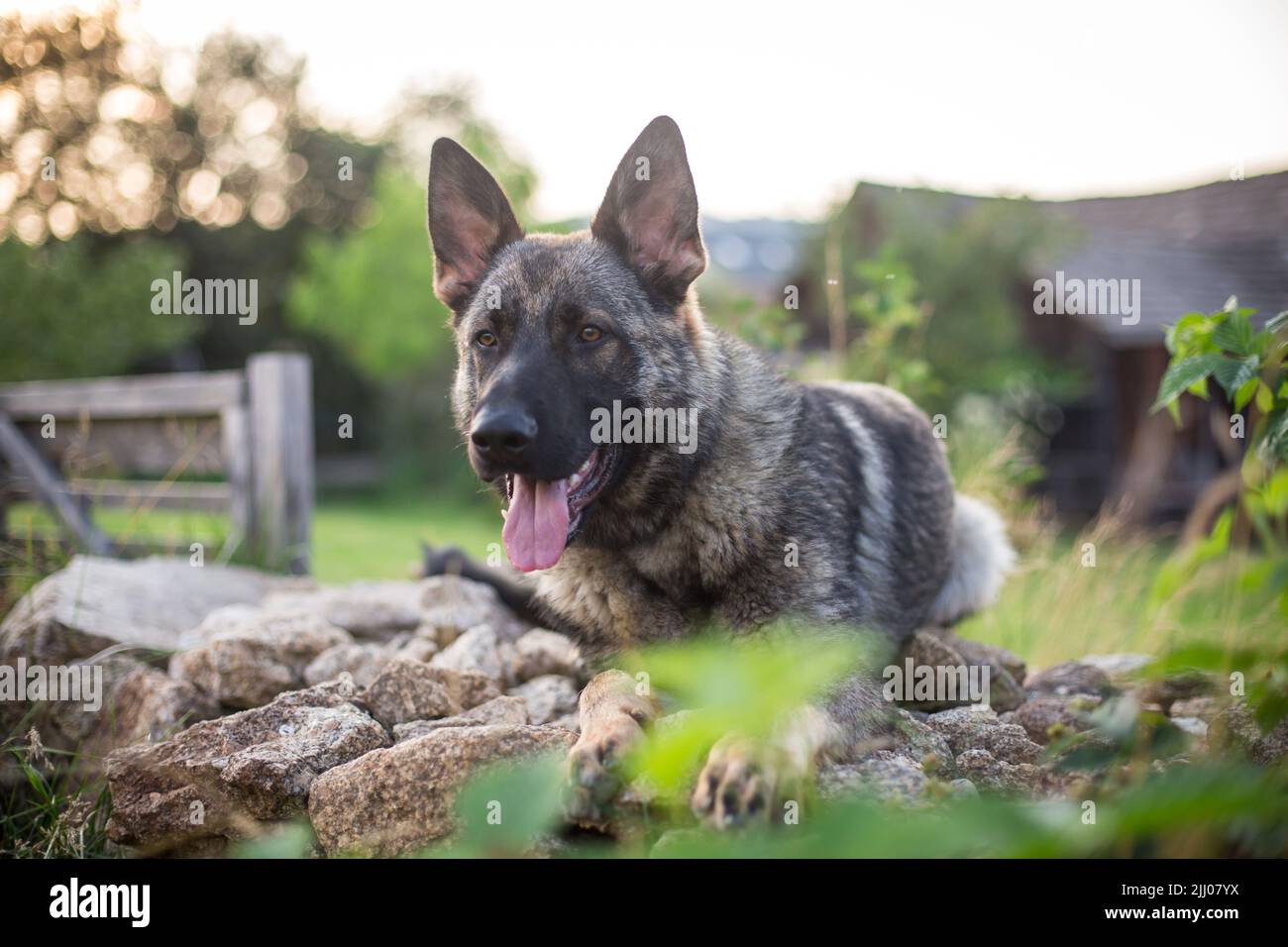 Obedient shepherd dog hi-res stock photography and images - Alamy