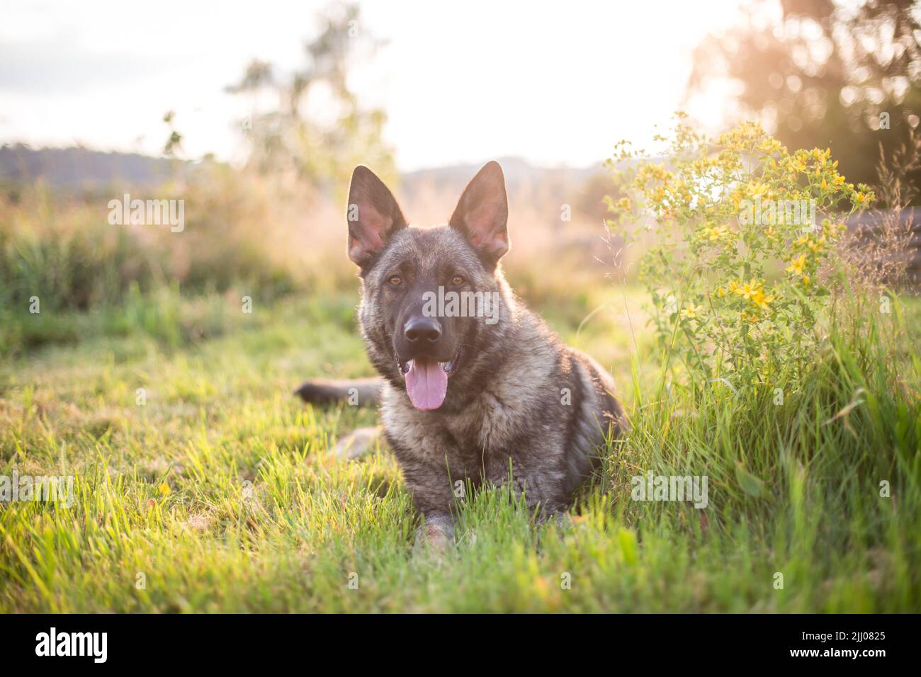 German Shepherd Dog (Alsatian) lying Stock Photo - Alamy