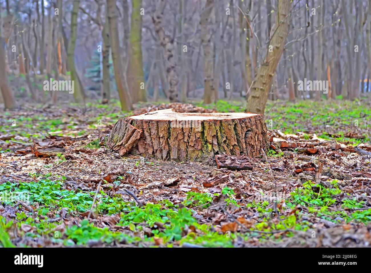 sawn oak tree stump closeup in the forest, illegal logging and ...