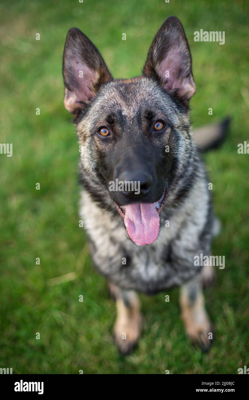 German Shepherd Dog (Alsatian) looking up Stock Photo - Alamy