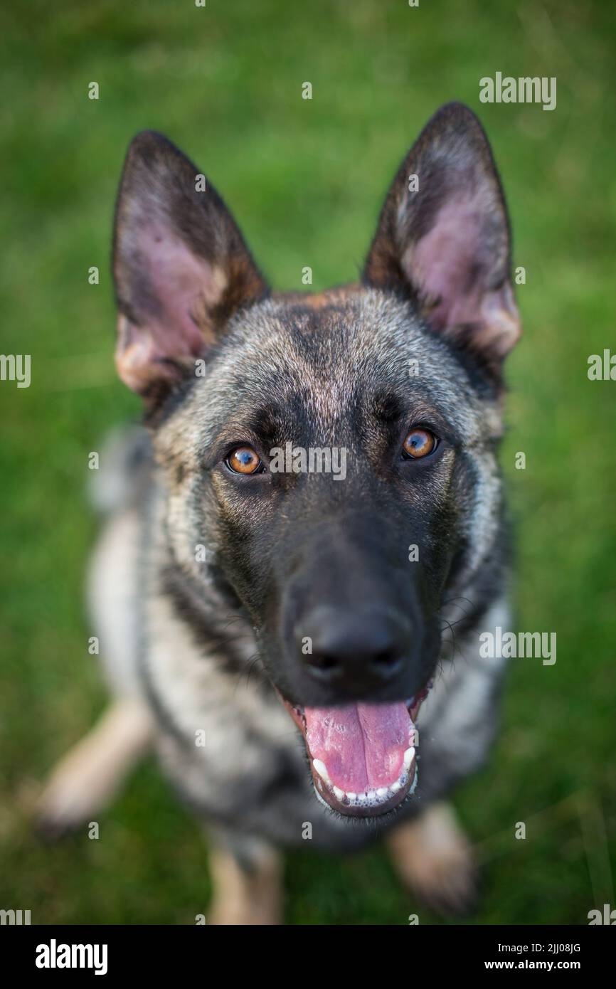 German Shepherd Dog (Alsatian) looking up Stock Photo - Alamy