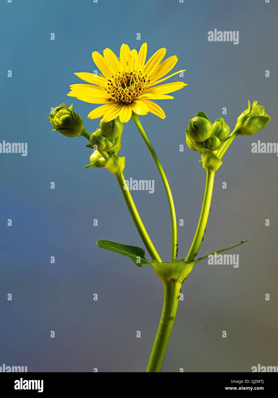 Flower and buds of cup plant (Silphium perfoliatum) in garden in ...