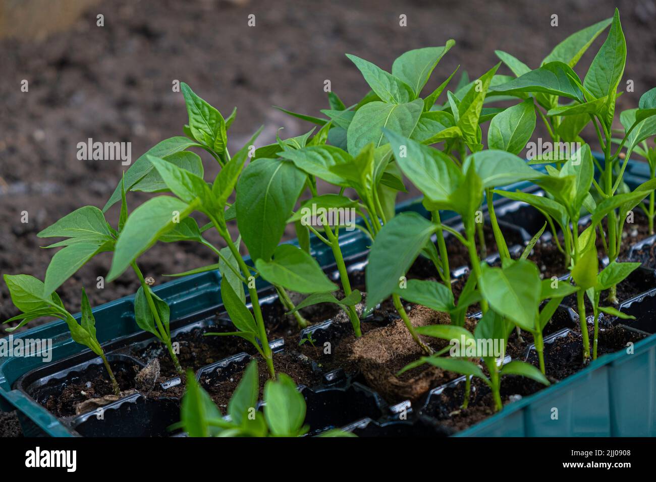 Pepper seedlings growing. Paprika seedlings in a box Stock Photo - Alamy