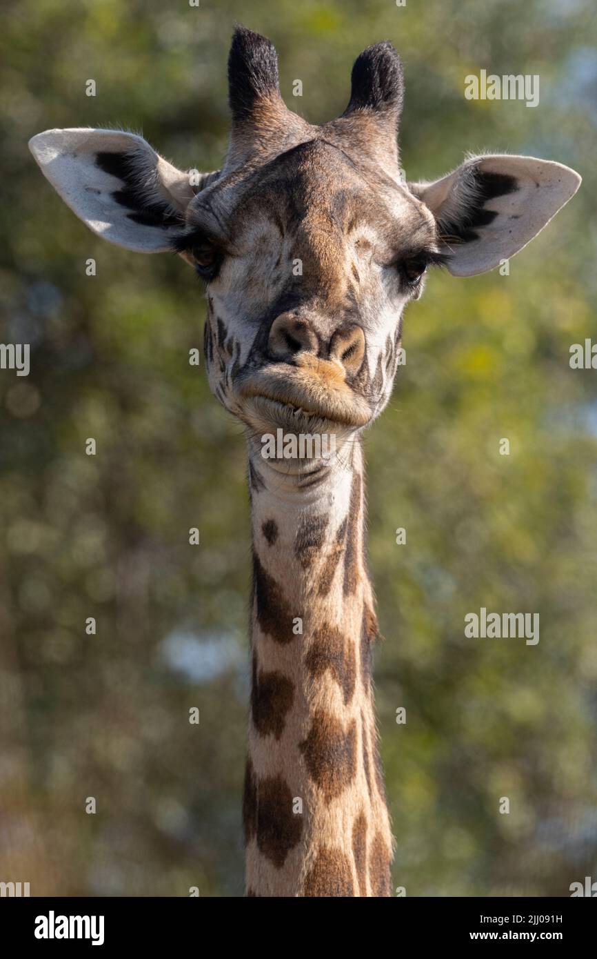 Giraffe Smiling With Teeth