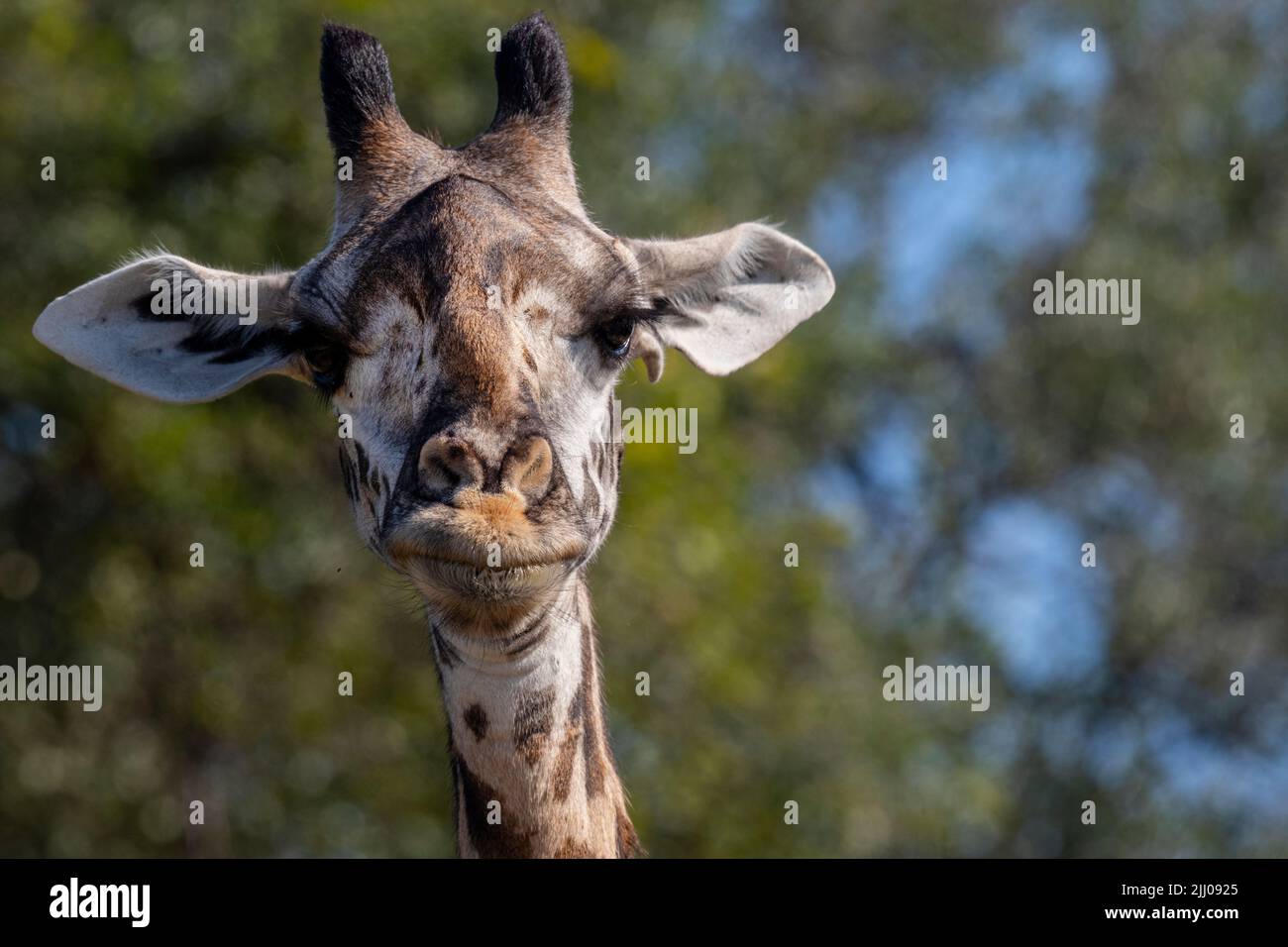 Detailhead hi-res stock photography and images - Alamy
