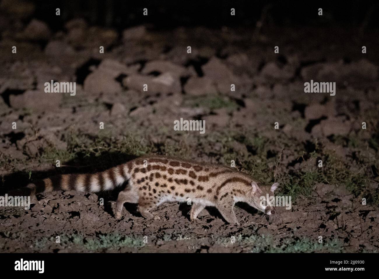 Zambia, South Luangwa National Park. Large-spotted genet (Genetta ...