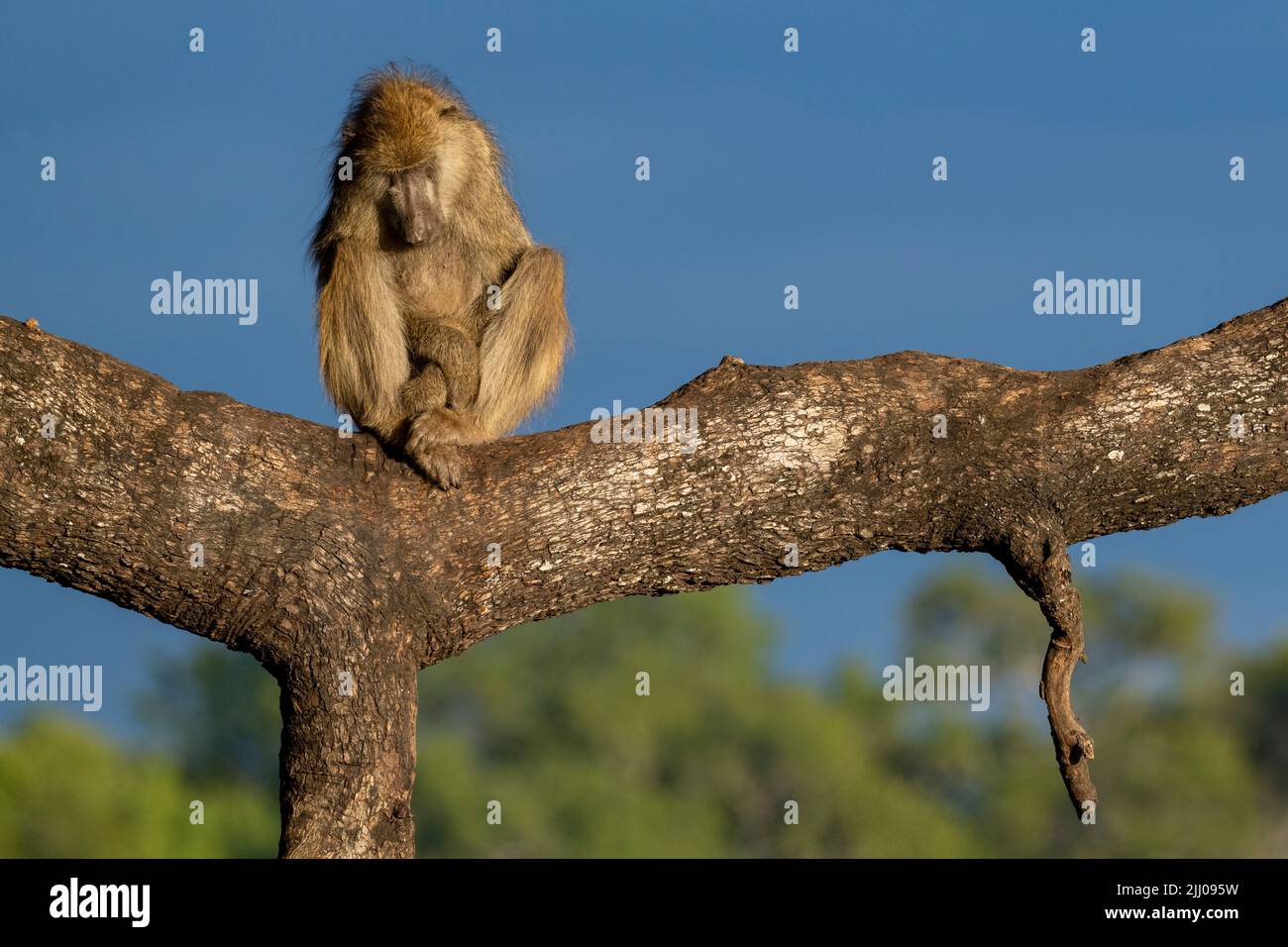 Zambia, South Luangwa National Park. Yellow baboon (WILD: Papio ...