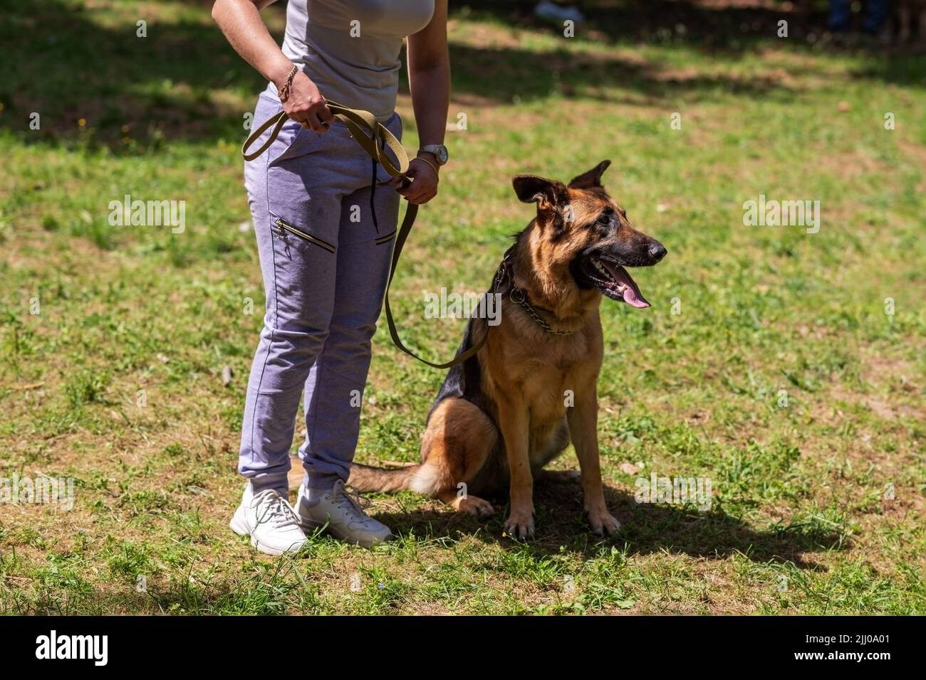 Leash dog attacking hi-res stock photography and images - Alamy