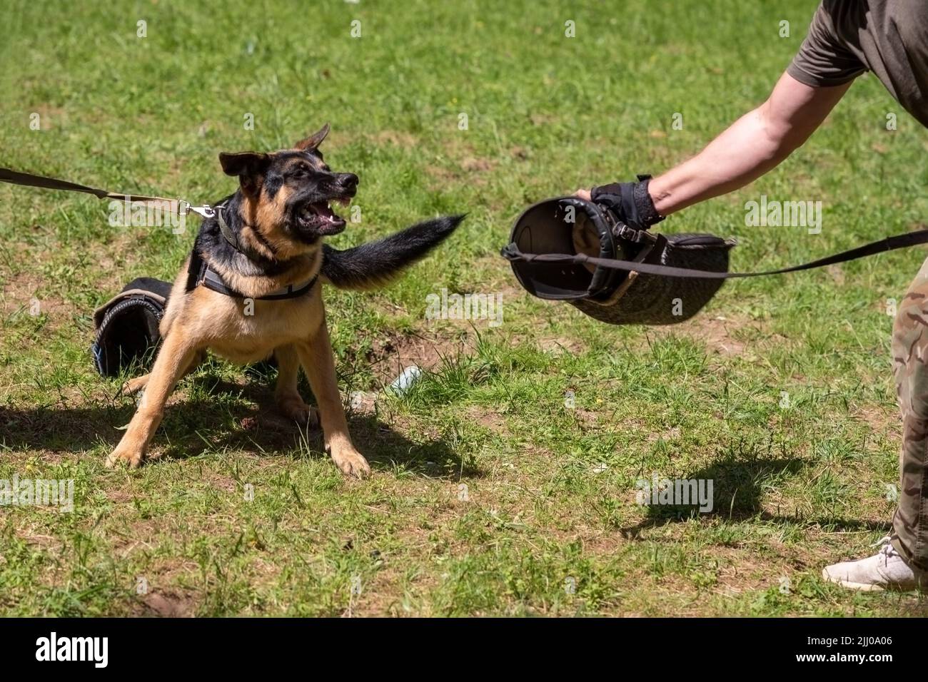 Rabies dog mouth hi-res stock photography and images - Alamy