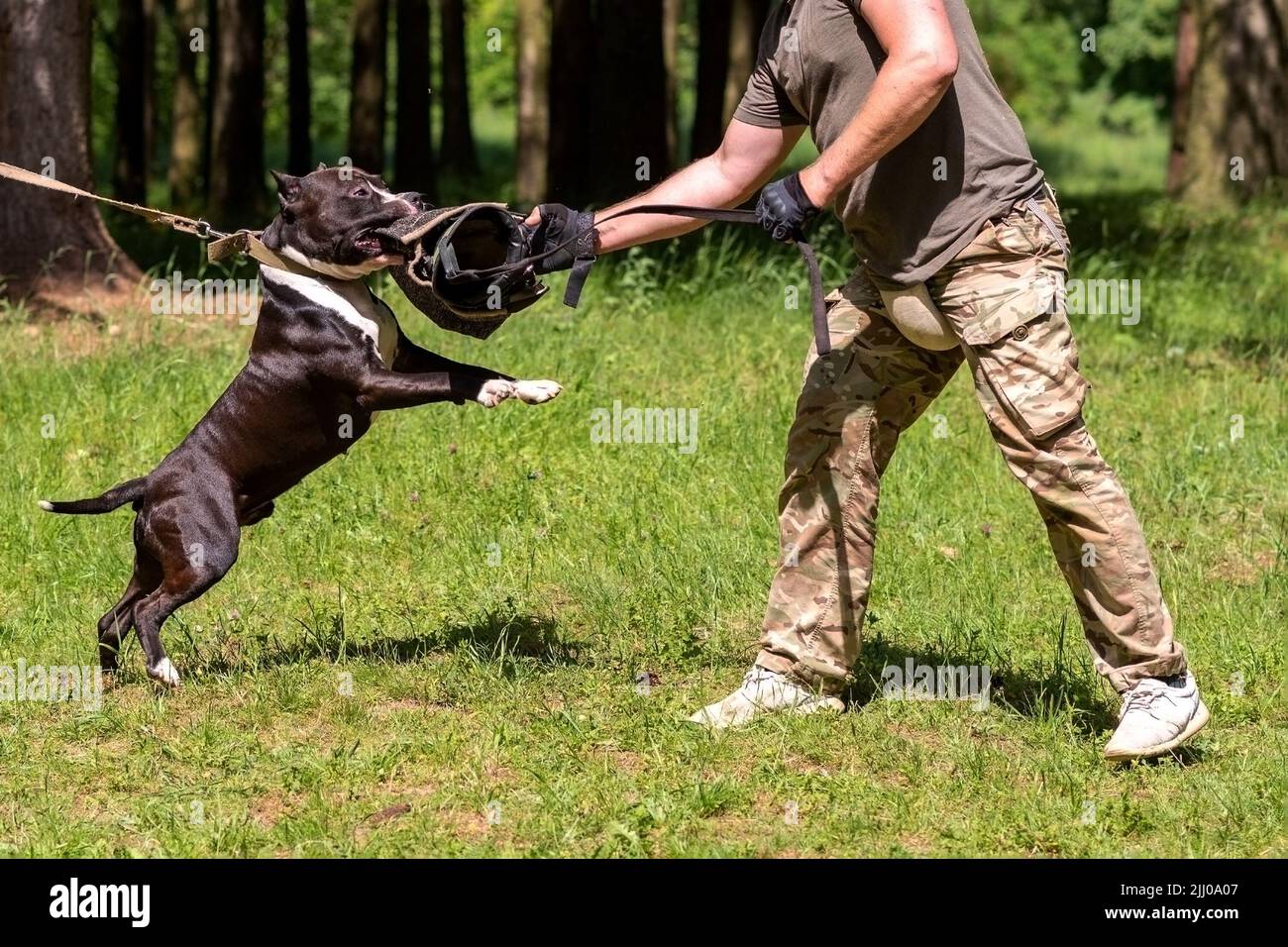 Dog attack pit bull hi-res stock photography and images - Alamy