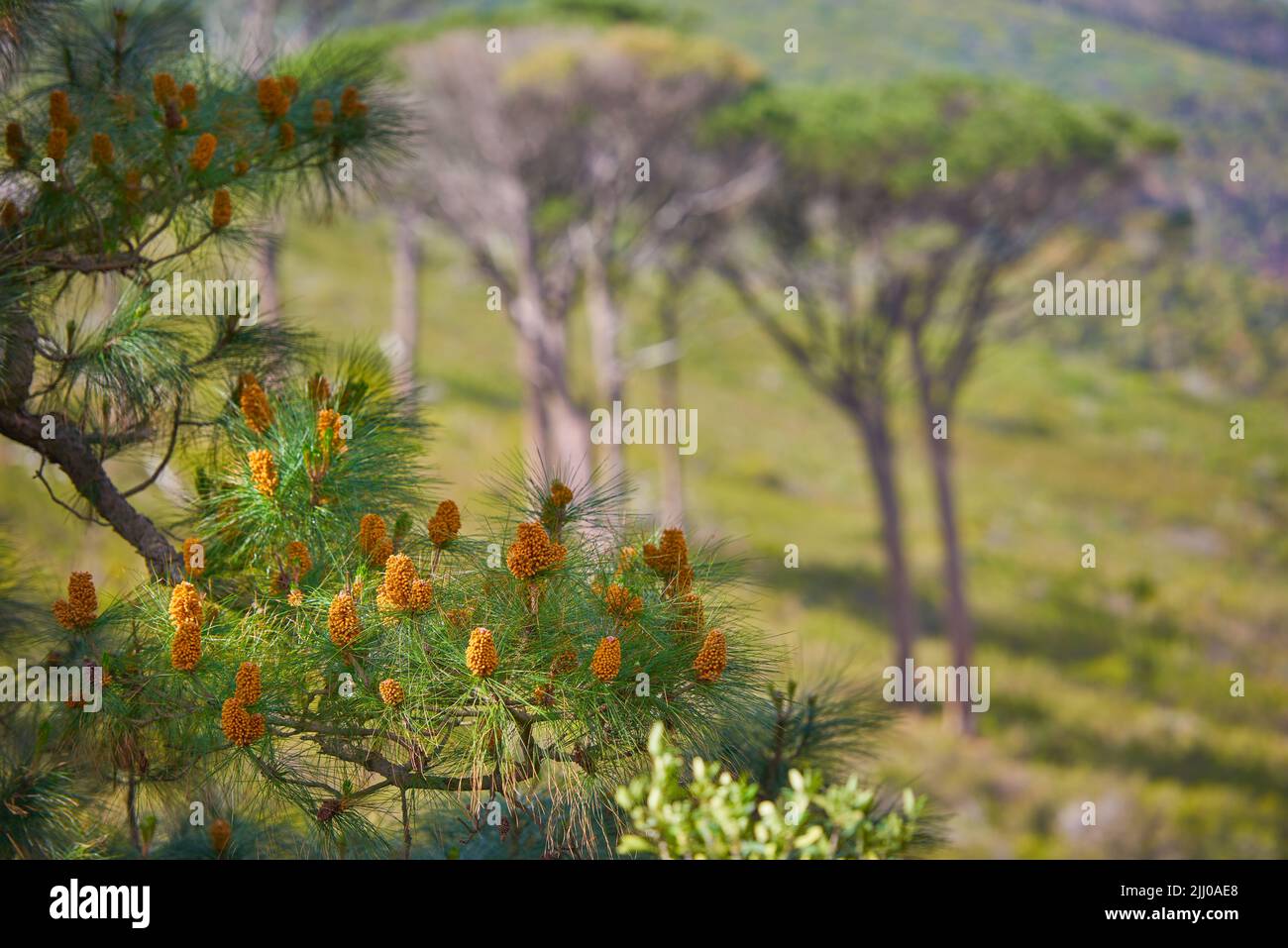 Pine trees growing in a nature park or lush spring forest. The flora ...