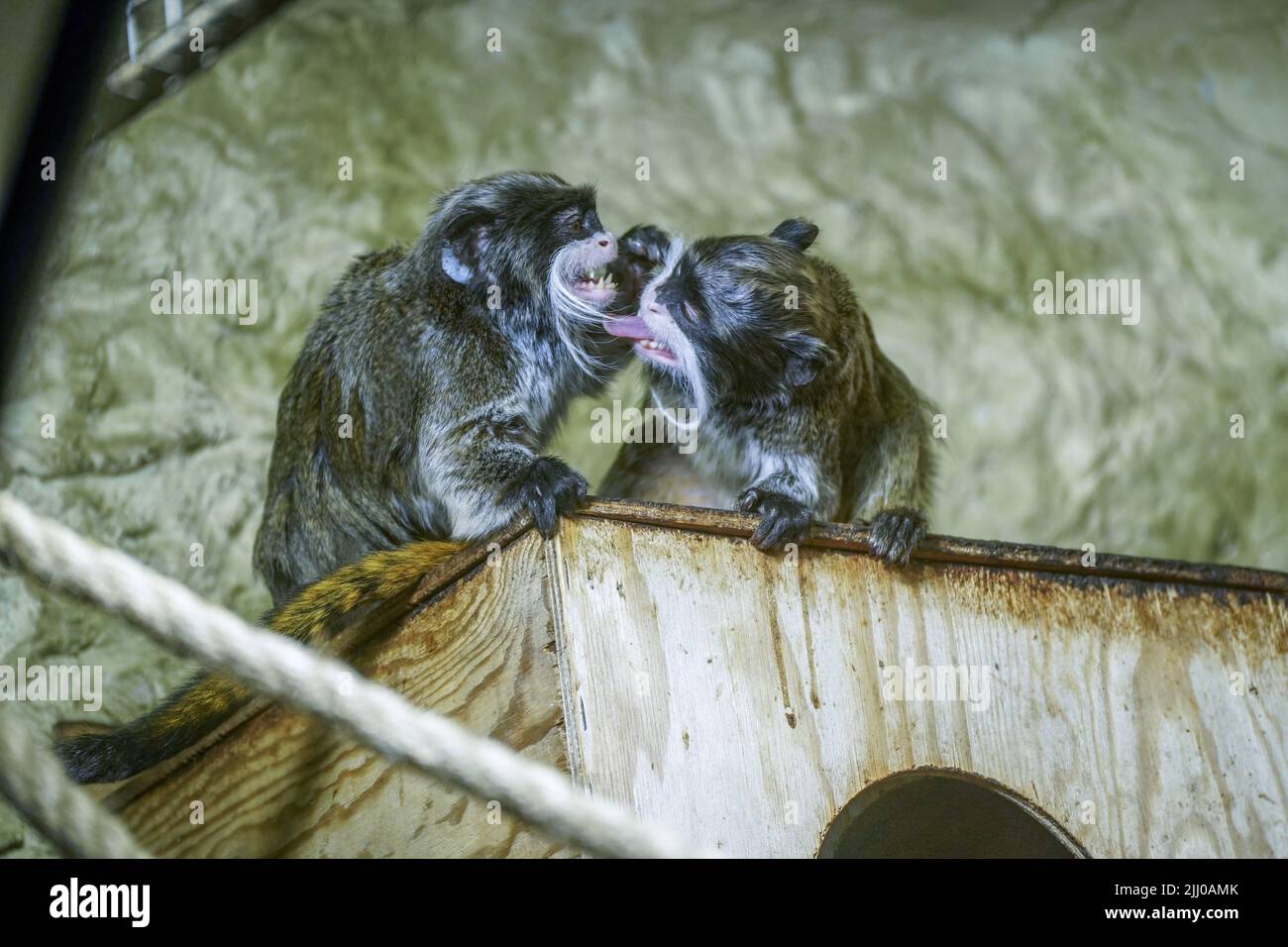 Mustache Monkey From Rio 2