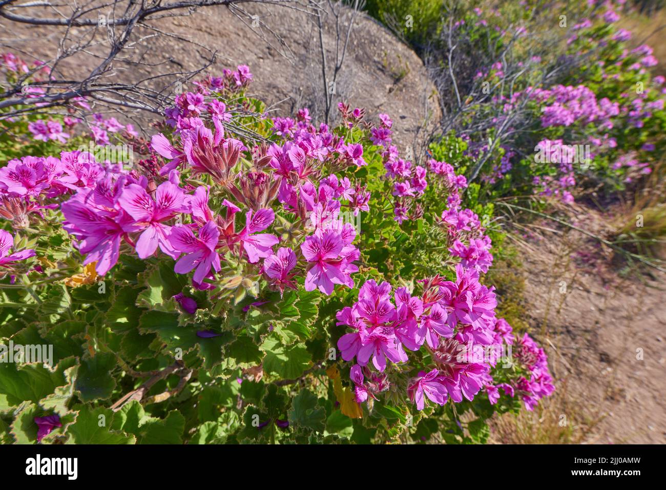 Fynbos flowers hi-res stock photography and images - Alamy