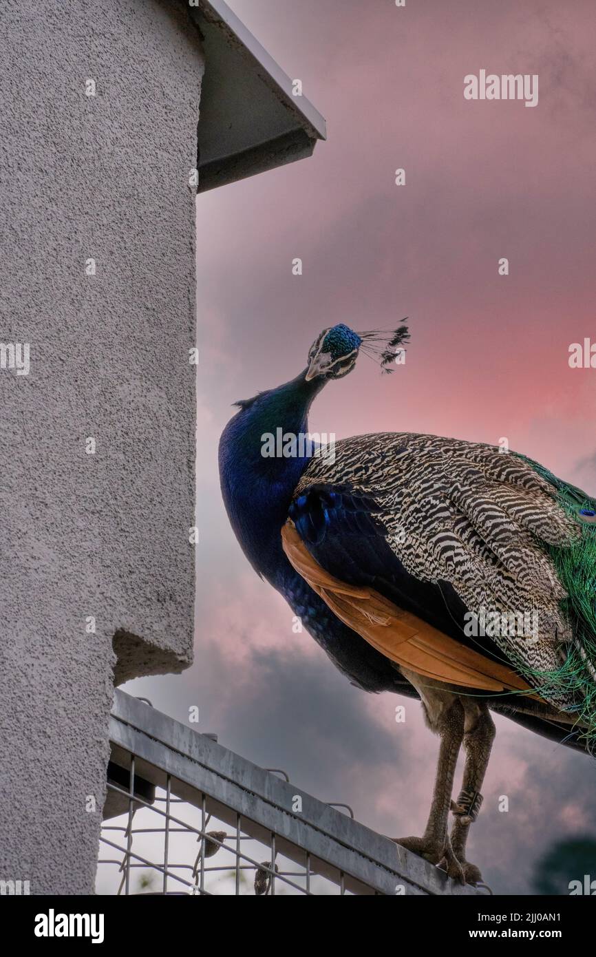 A beautiful Male Indian Peafowl (Pavo cristatus) seen looking at camera ...