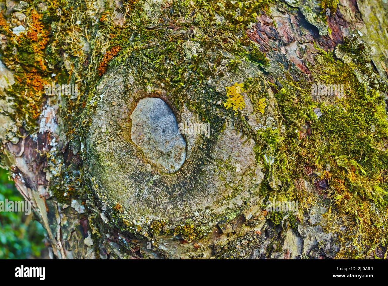 My garden. Tree with green moss growing on trunk in a remote ...