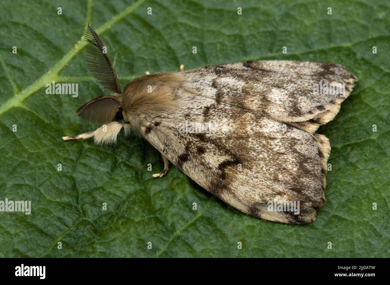 Male Gypsy Moth Lymantria dispar Stock Photo - Alamy