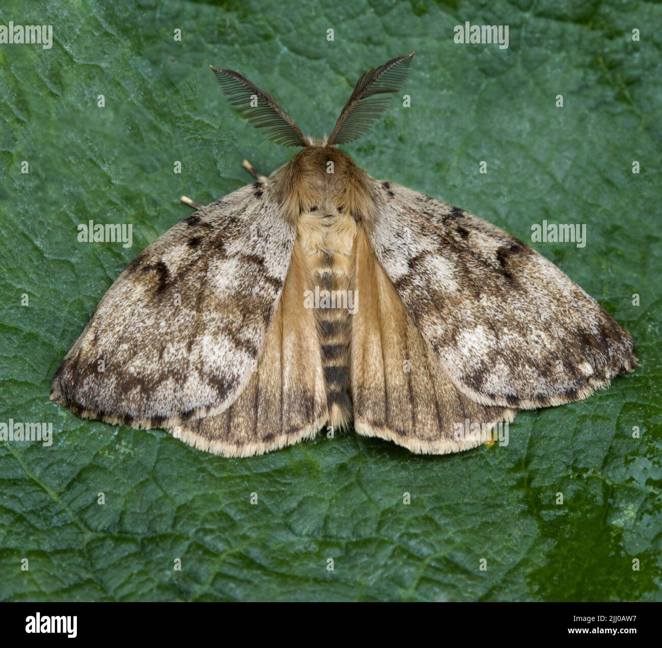 Male Gypsy Moth Lymantria dispar Stock Photo - Alamy