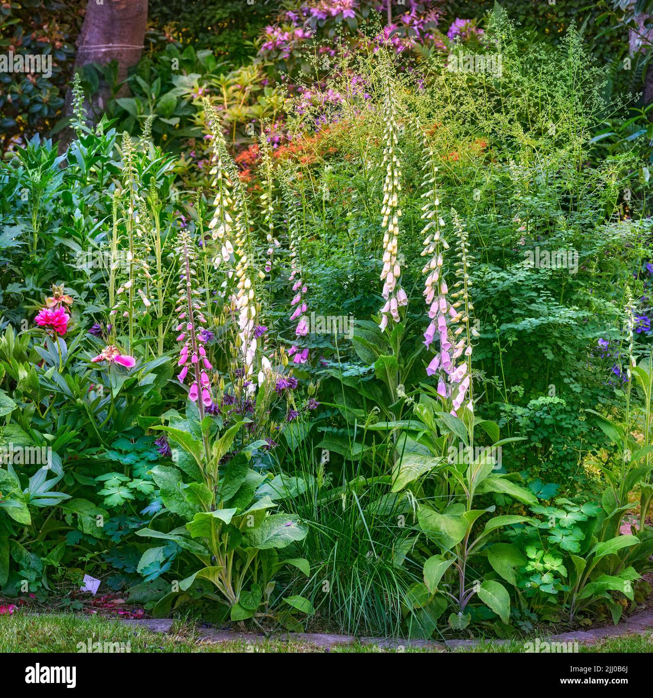 Colorful foxgloves growing and blooming in a botanical garden ...