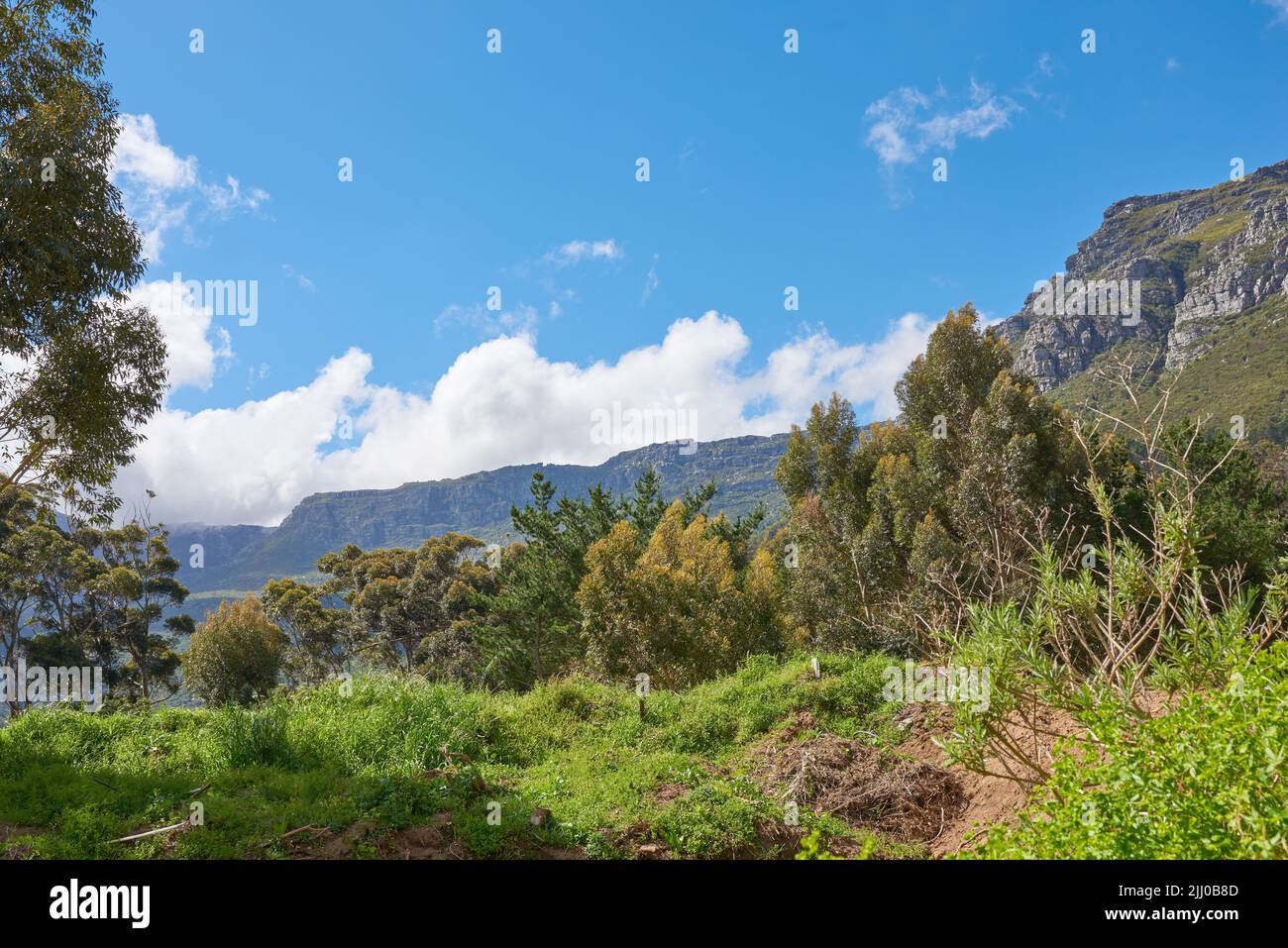 Plants and trees in nature with Table Mountain in the background ...