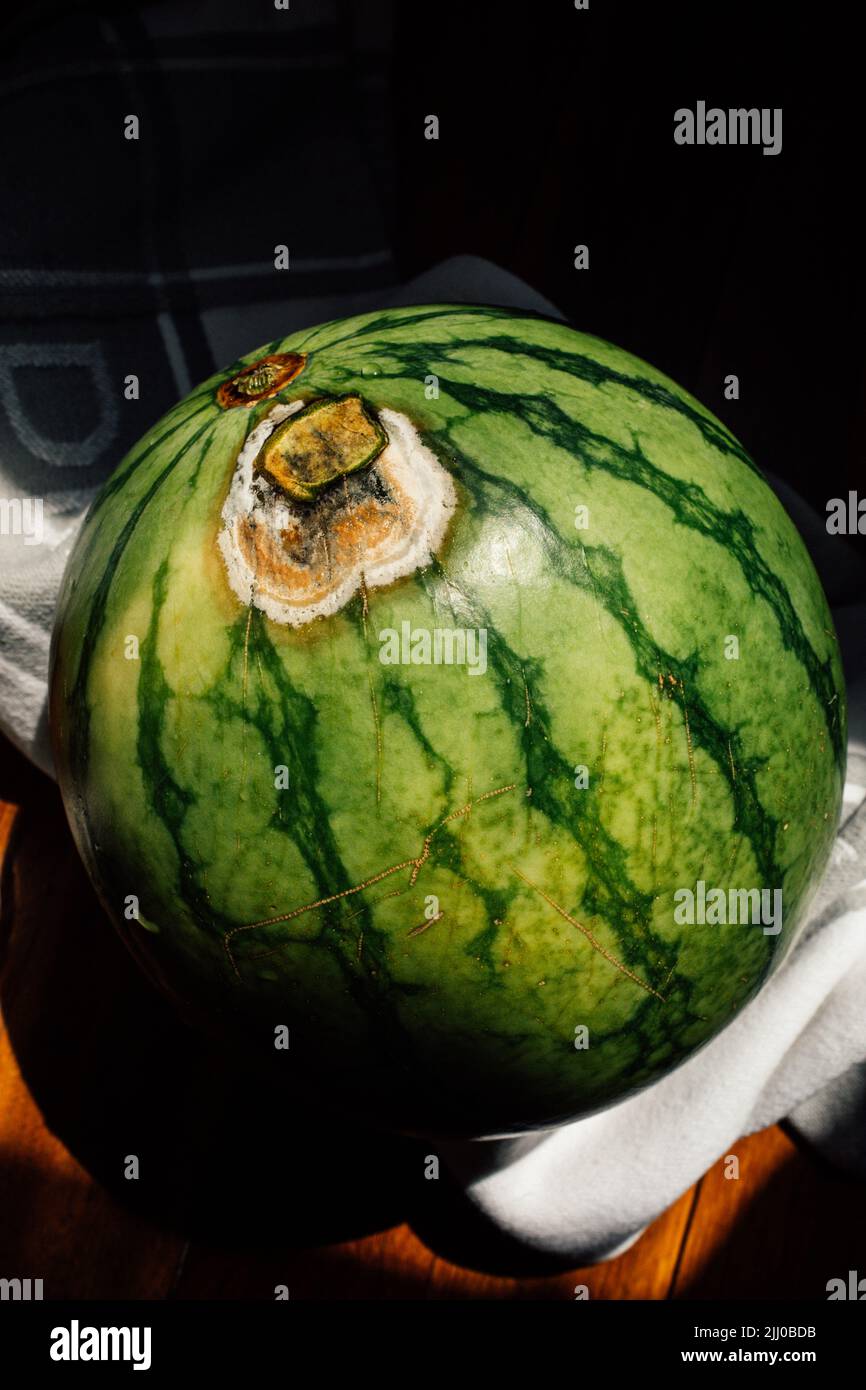 moldy spot on a small watermelon Stock Photo - Alamy