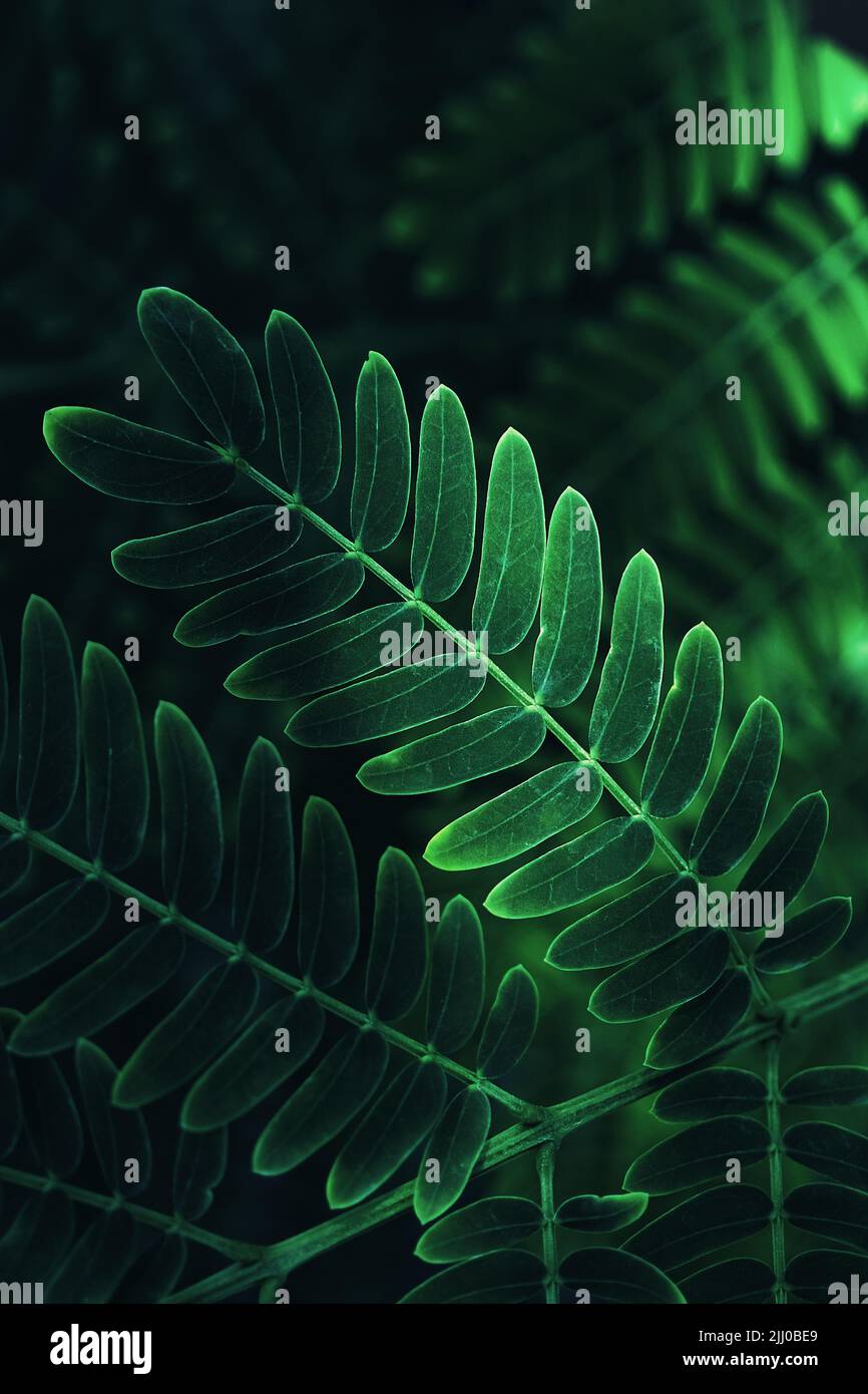 Natural green leaves close-up tropical plant background Stock Photo - Alamy