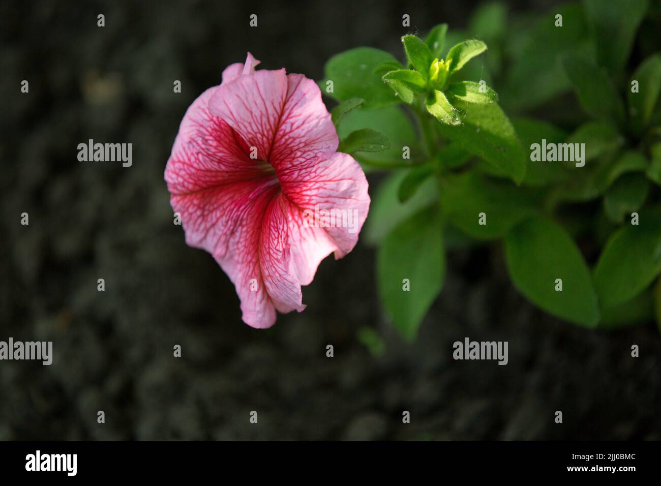 Bright petunia flowers. Background of petunia flowers Stock Photo - Alamy