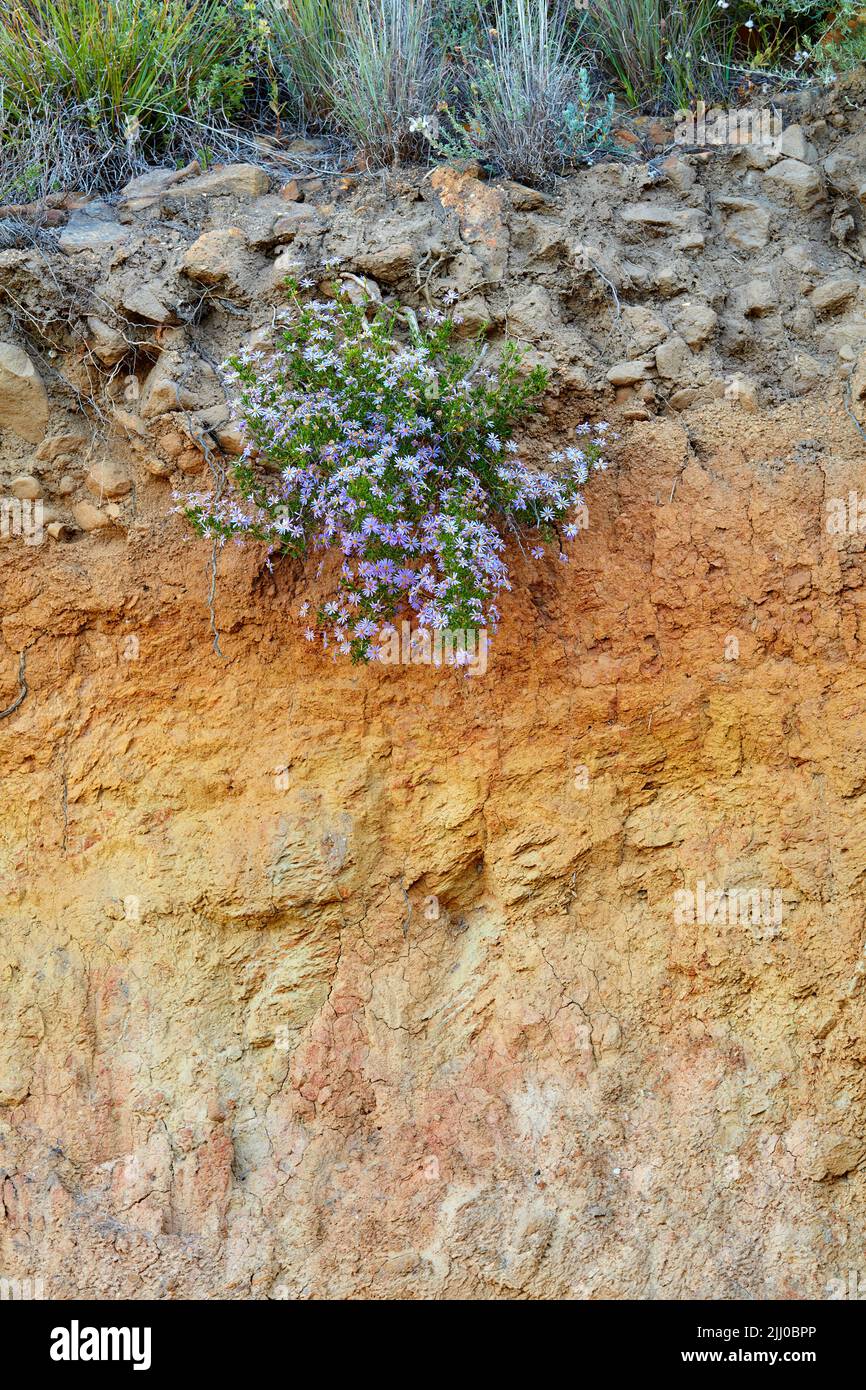 Wild flower season cape town hi-res stock photography and images - Alamy