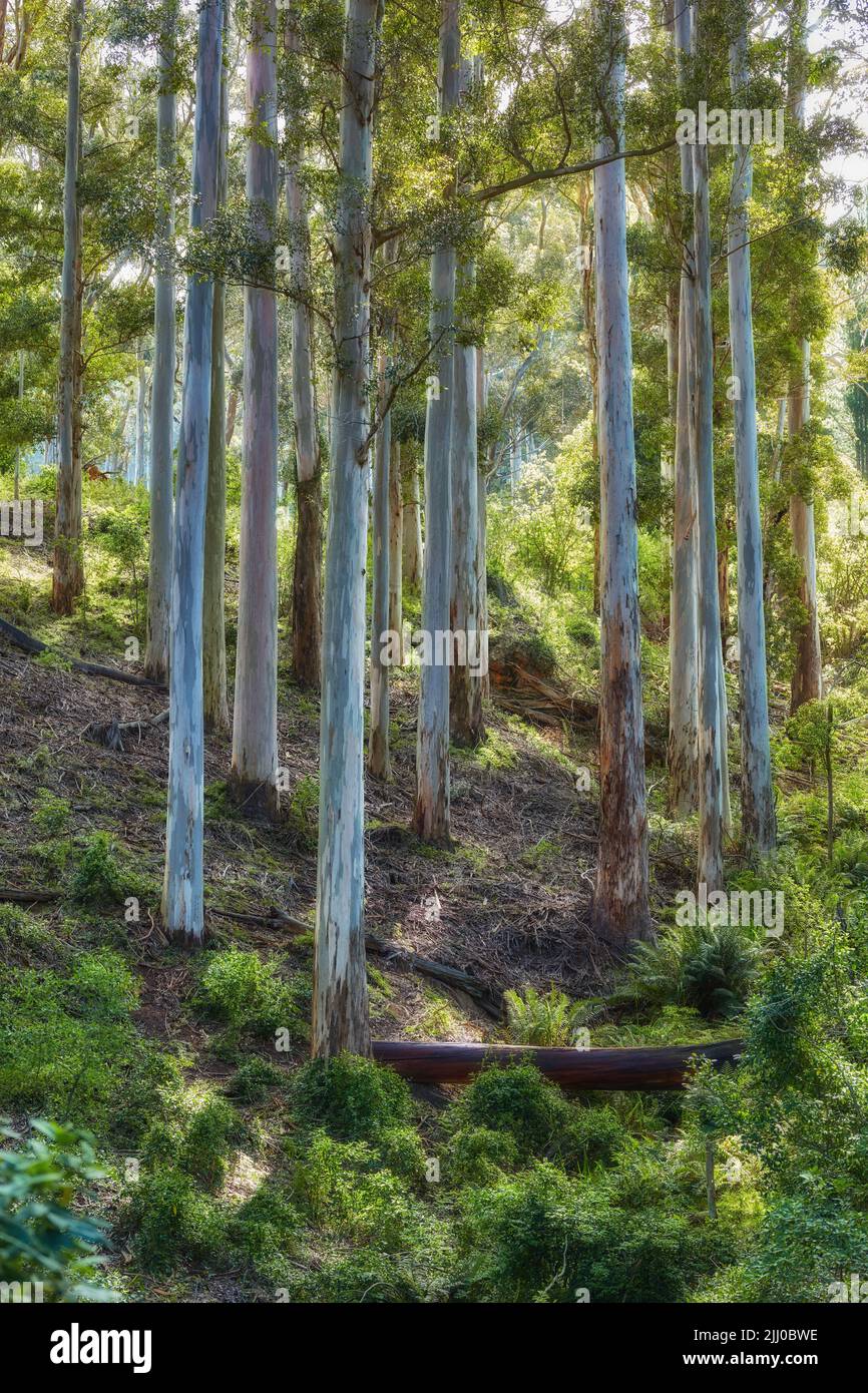 Wild trees growing in a forest with green plants and shrubs. Scenic ...