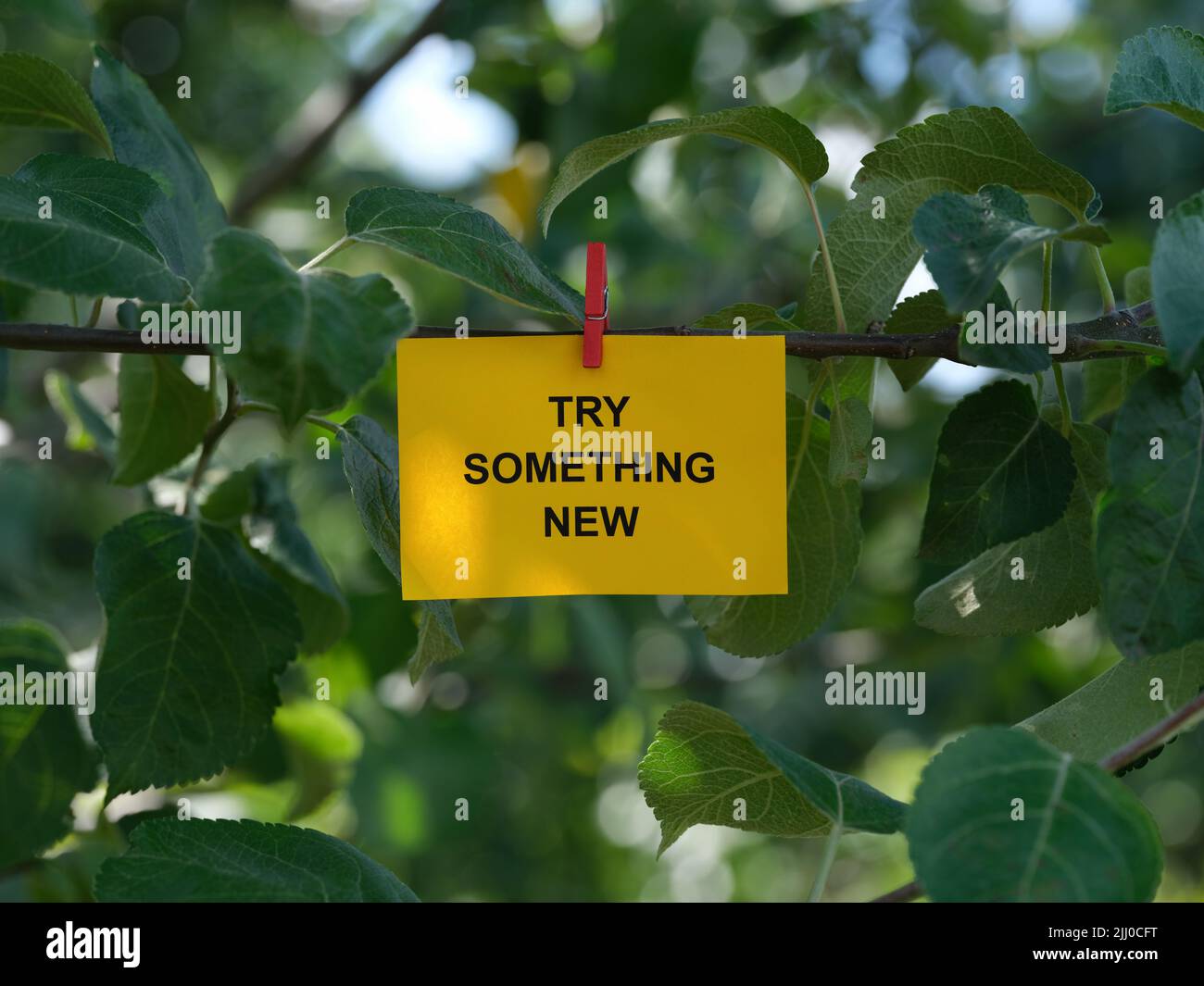 A paper note with the phrase Try Something New on it attached to a tree ...