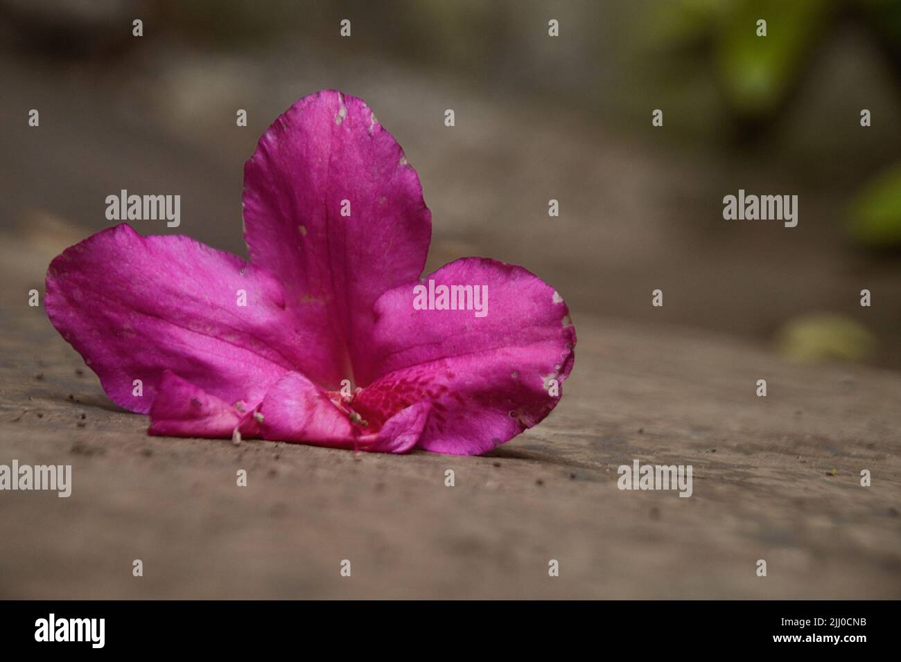 A pink flower on the ground Stock Photo - Alamy
