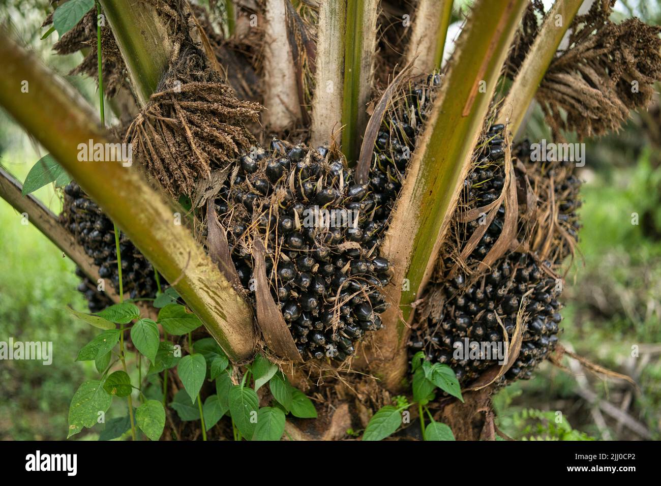 Palm oil crops deforestation hi-res stock photography and images - Alamy
