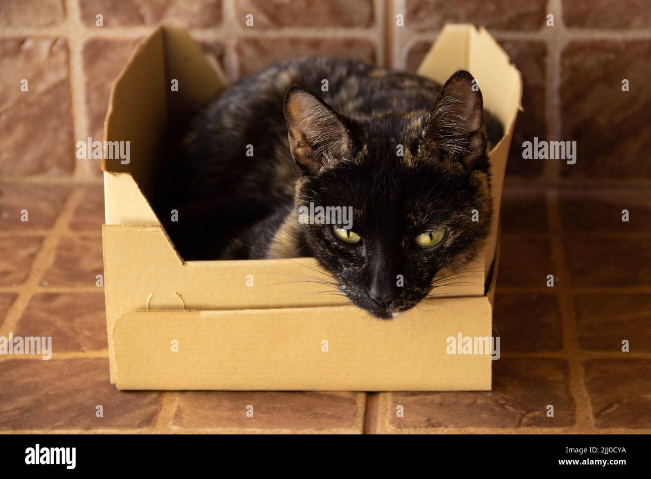 Goiania, Goiás, Brazil – July 21, 2022: A tortoiseshell cat lying down ...