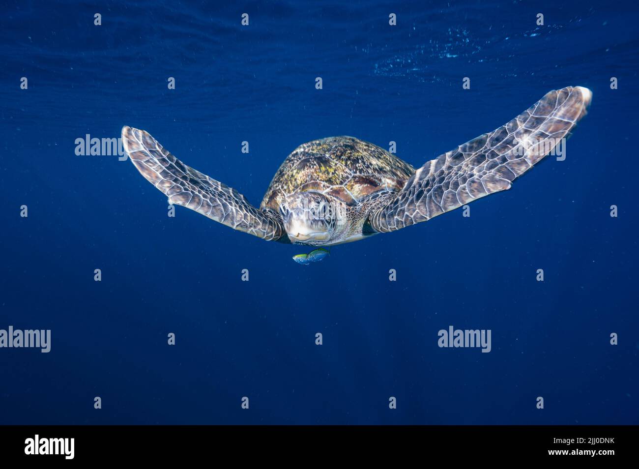 A green sea turtle swimming by at the Andaman Sea / Thailand Stock ...