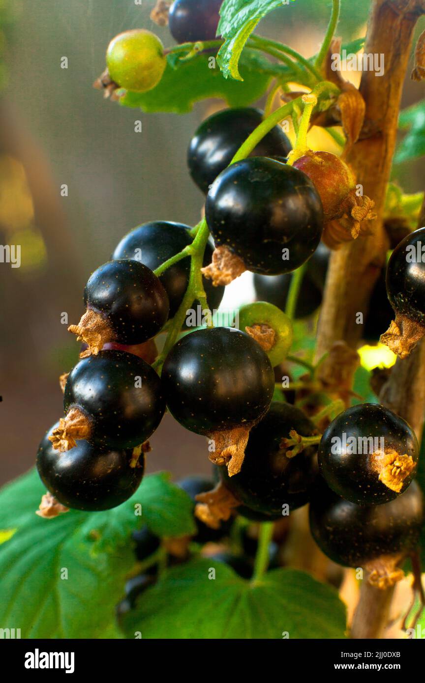 Black currant on branch in hi-res stock photography and images - Alamy