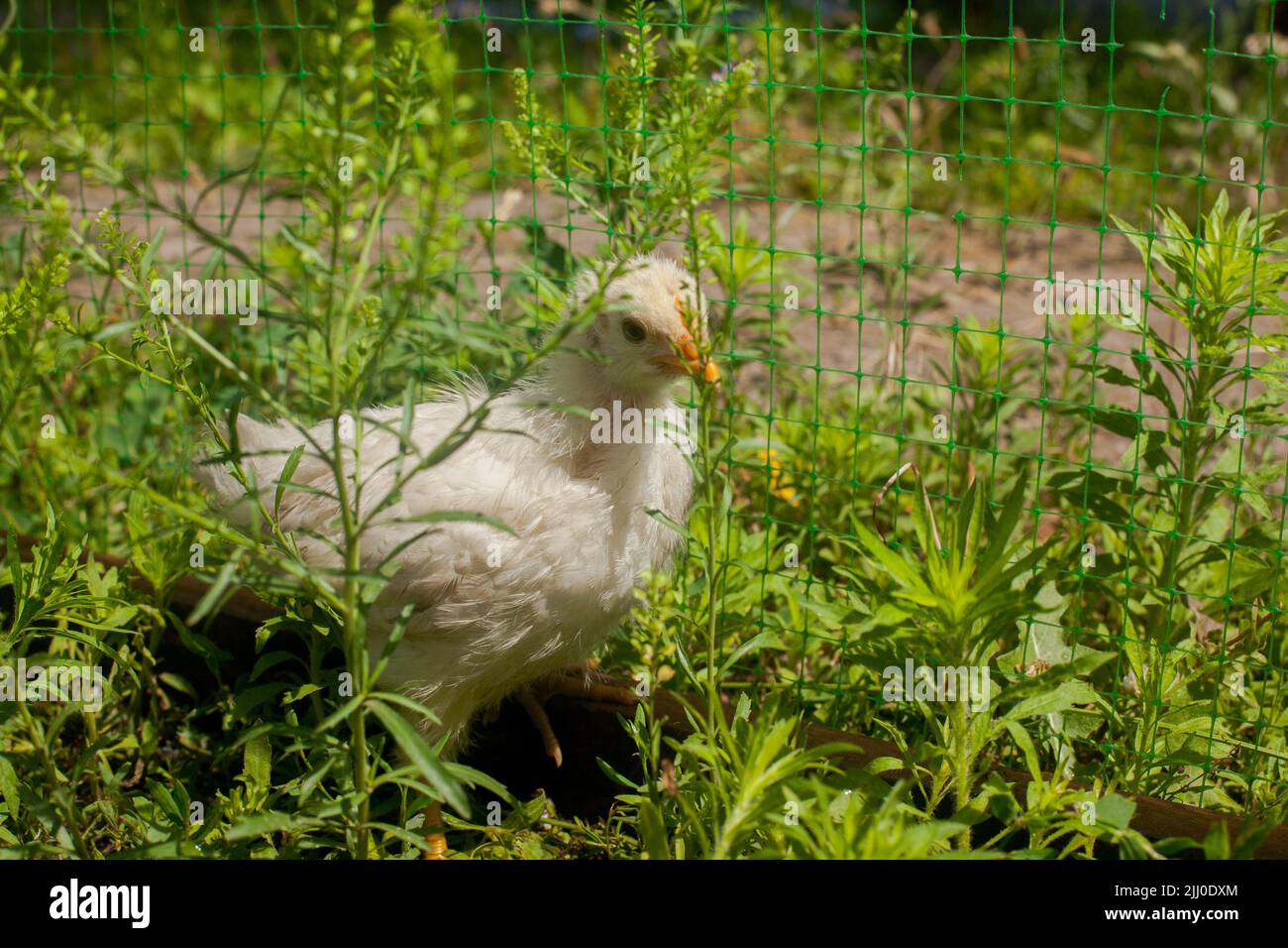 Kid chicken on grass hi-res stock photography and images - Alamy