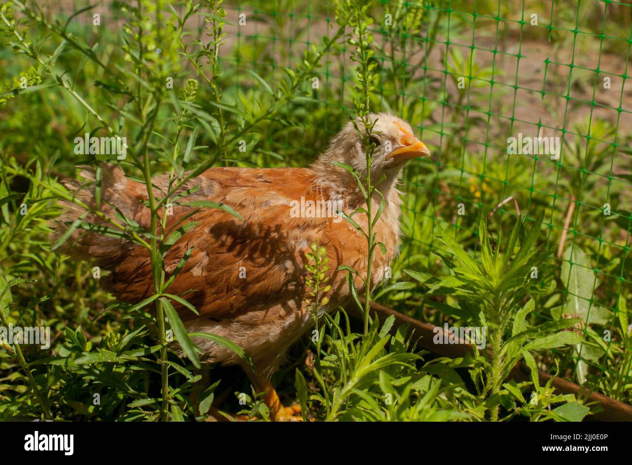 kid chicken on the grass Stock Photo - Alamy