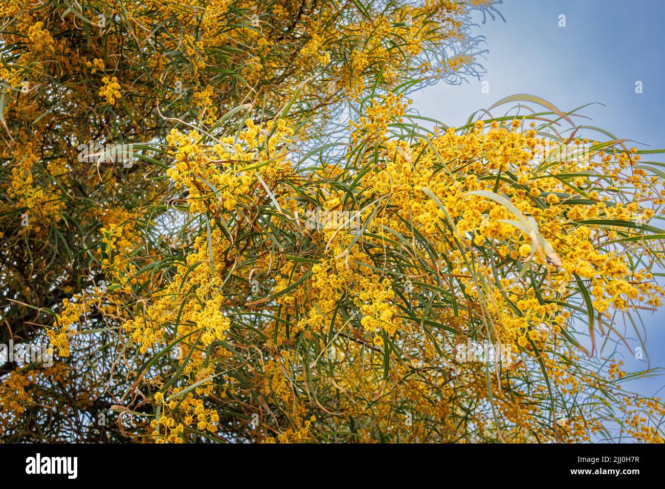 Mimose italy hi-res stock photography and images - Alamy