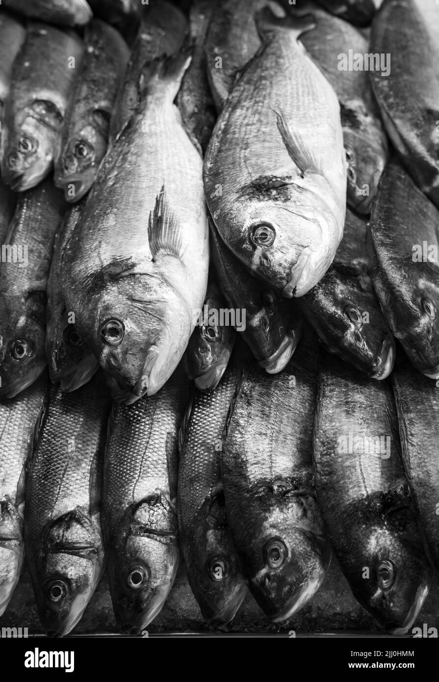 A vertical grayscale shot of dead fishes Stock Photo - Alamy