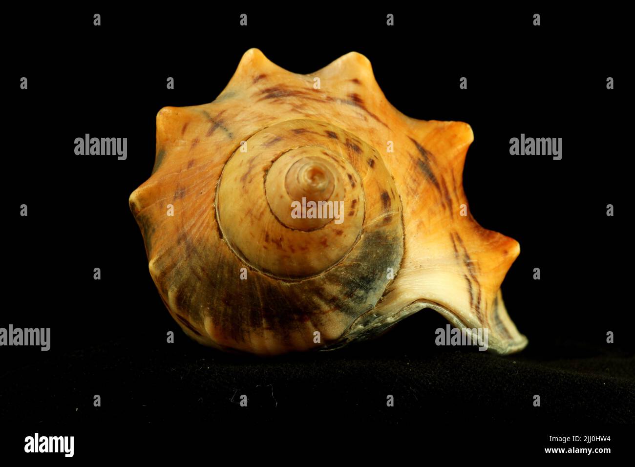 Volute hi-res stock photography and images - Alamy