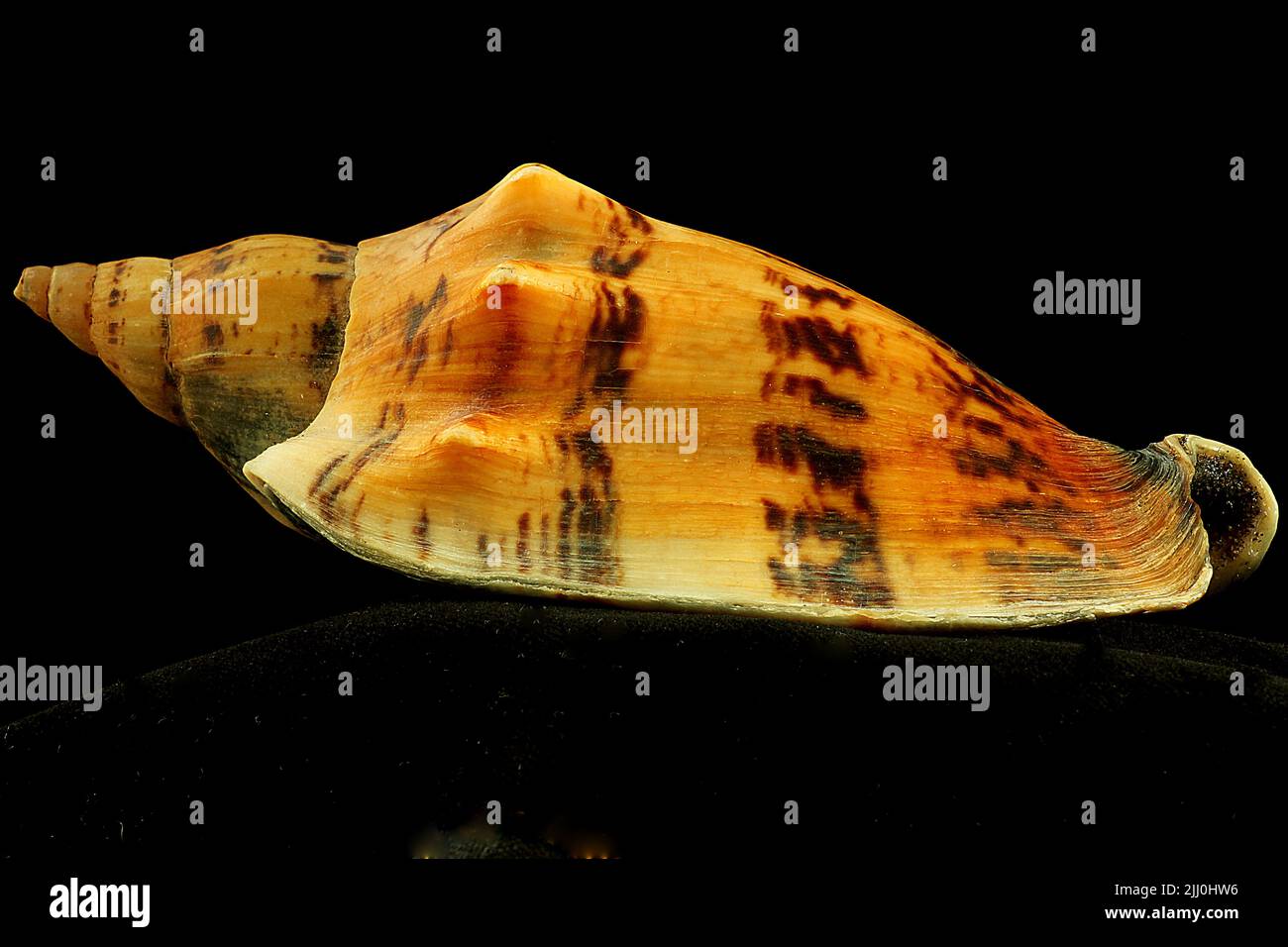 Arabic volute (Alcithoe arabica Stock Photo - Alamy