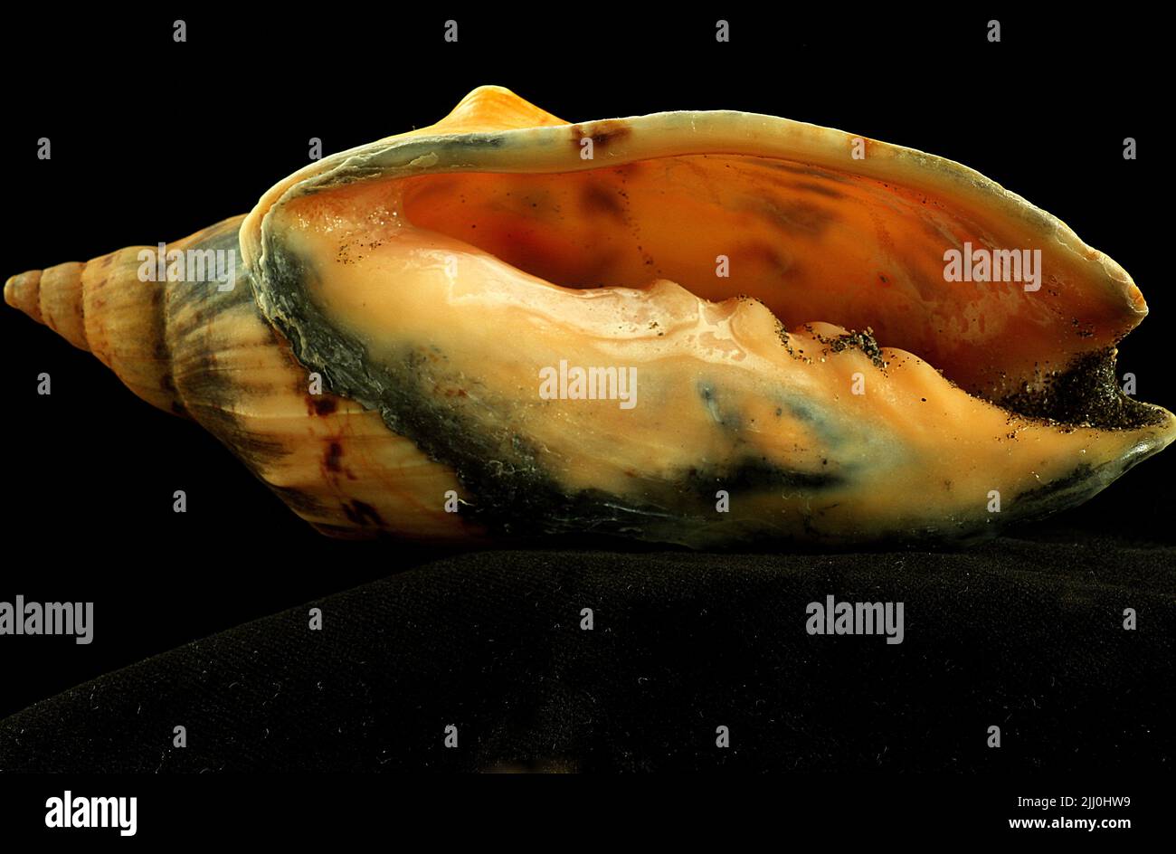 Arabic volute (Alcithoe arabica Stock Photo - Alamy