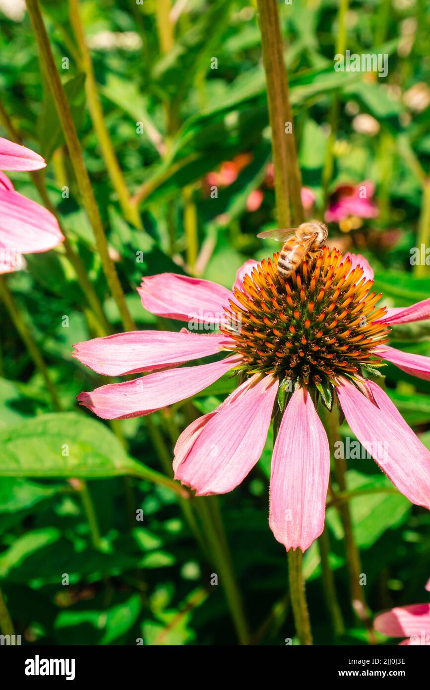 a bee drinking nectar Stock Photo - Alamy